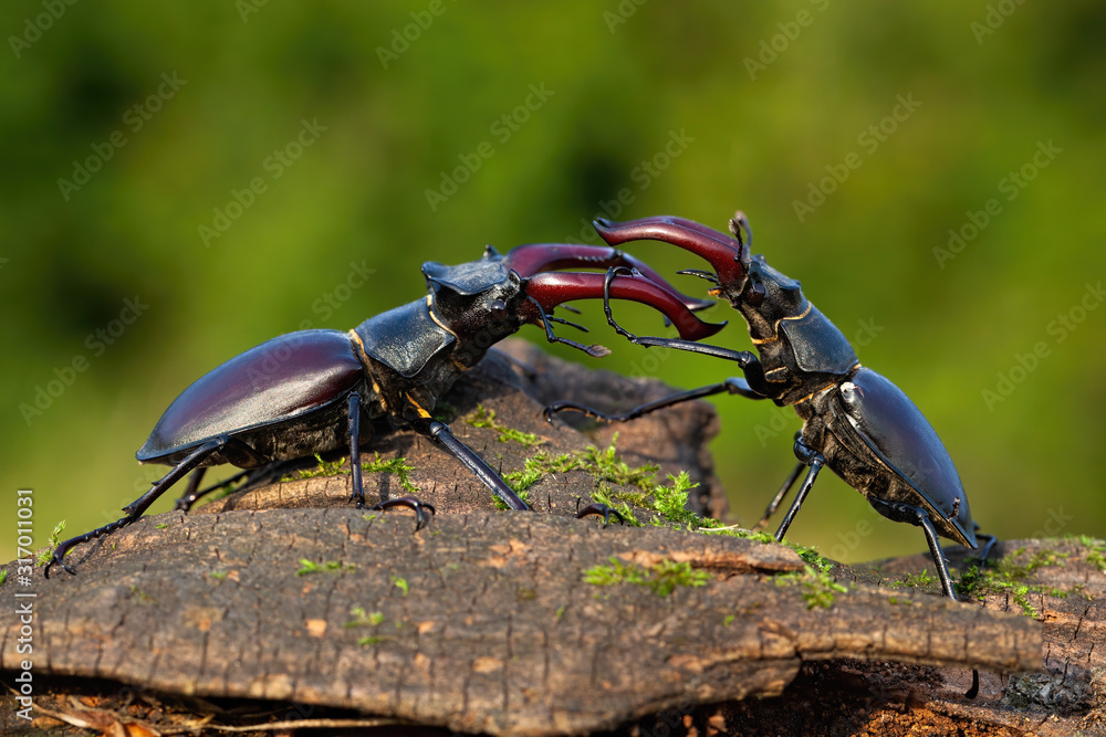 Majestic stag beetles, lucanus cervus, standing against each other ...