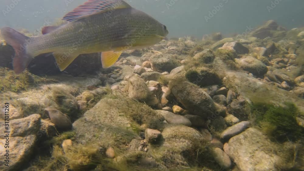 Fresh water fish Grayling, thymallus thymallus swimming underwater in a ...