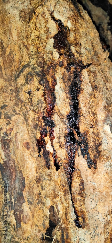 water guava tree trunks are brown there is a very sticky sap, the sap ...