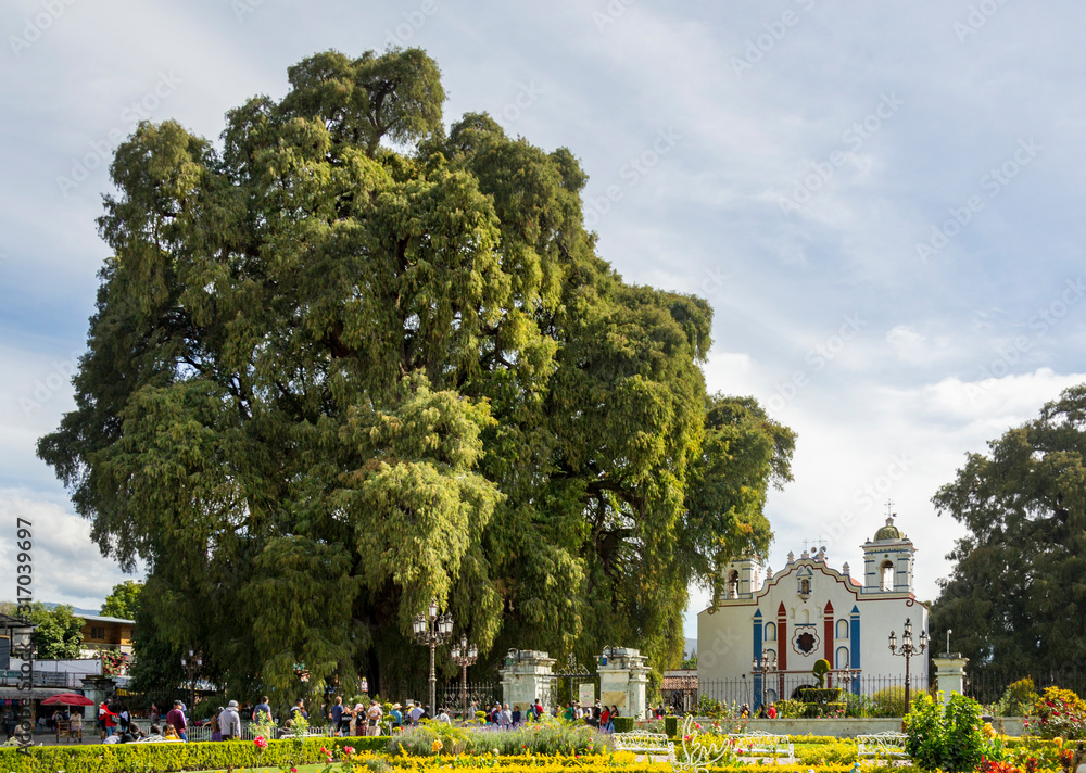 Árbol del Tule tree in Santa María del Tule state of Oaxaca Mexican ...