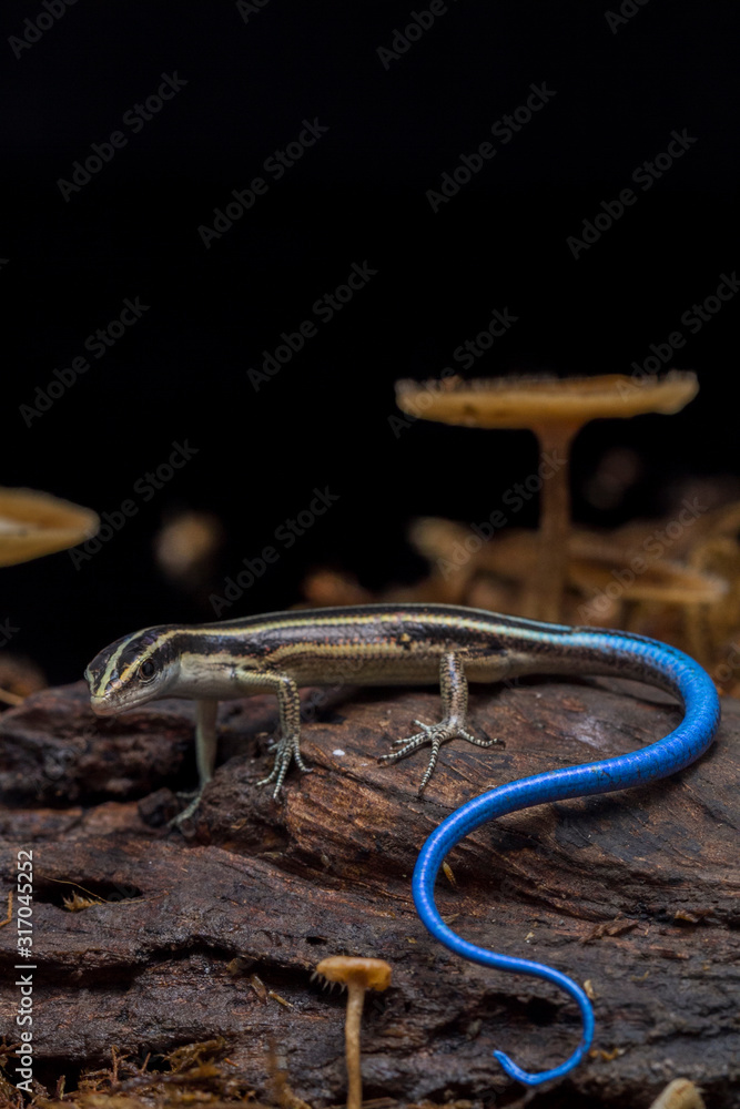 Emoia caeruleocauda, (Blue tailed skink) commonly known as the Pacific ...