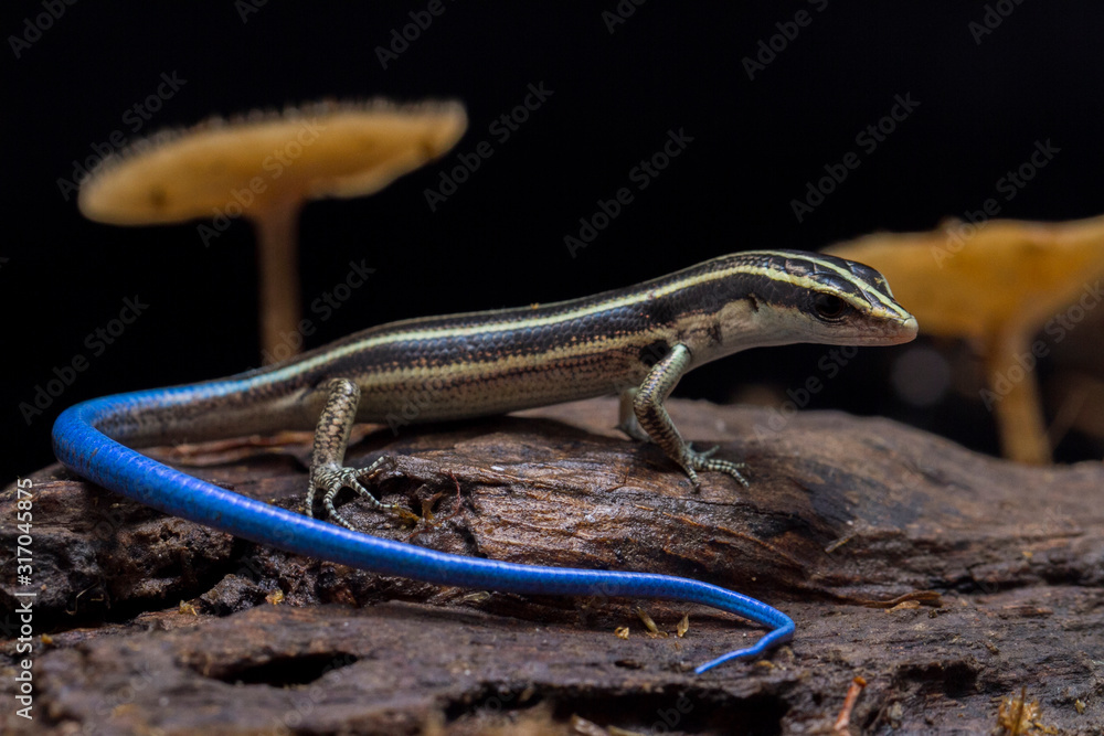 Emoia caeruleocauda, (Blue tailed skink) commonly known as the Pacific ...