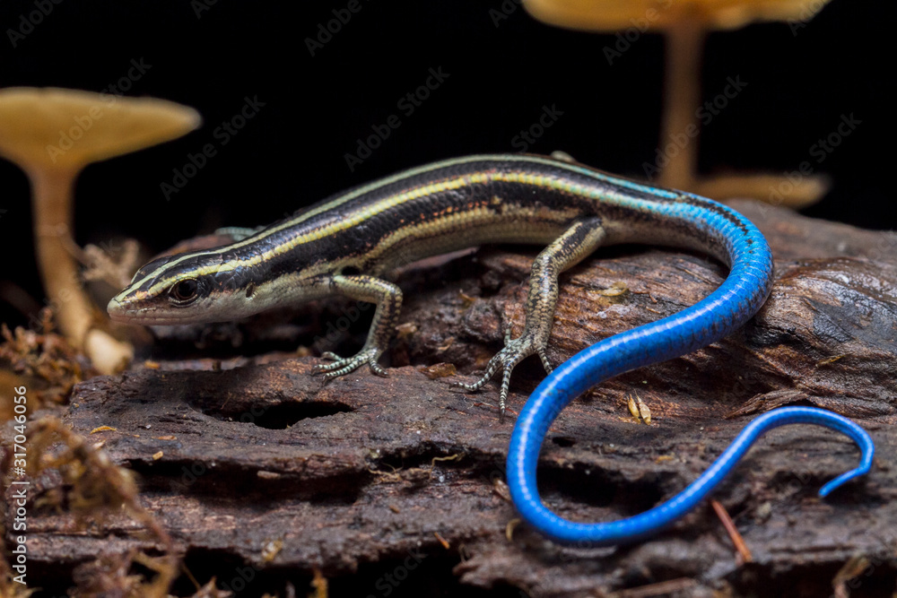 Blue Tailed Skink