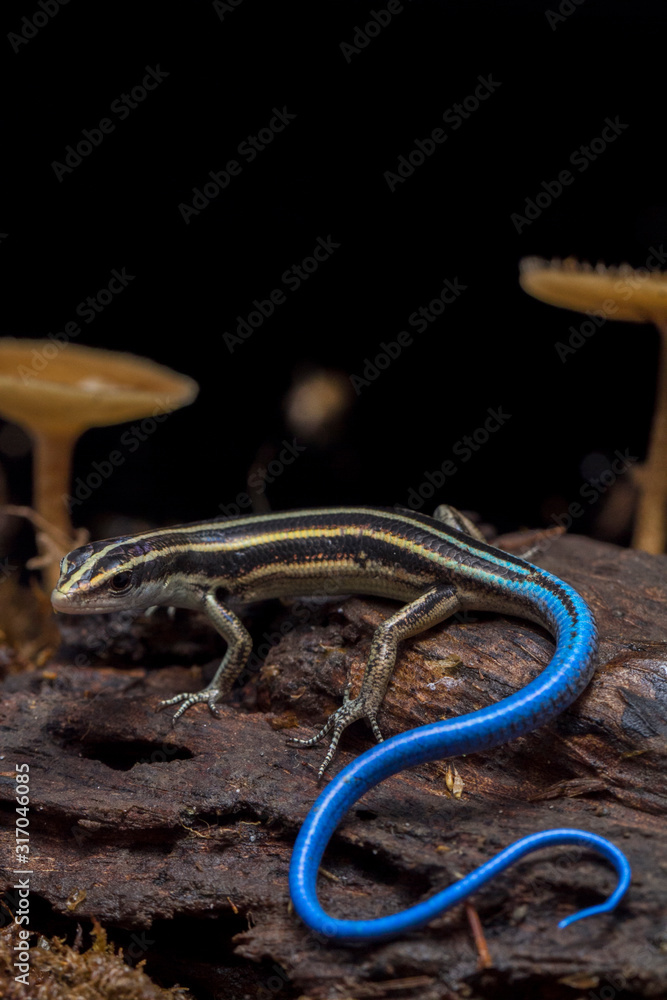 Emoia caeruleocauda, (Blue tailed skink) commonly known as the Pacific ...
