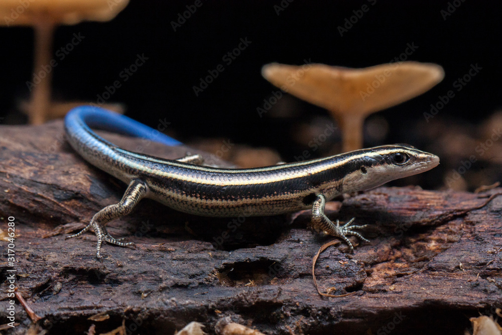 Emoia caeruleocauda, (Blue tailed skink) commonly known as the Pacific ...