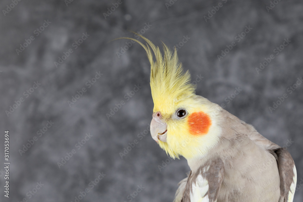 Fluffy Cockatiel