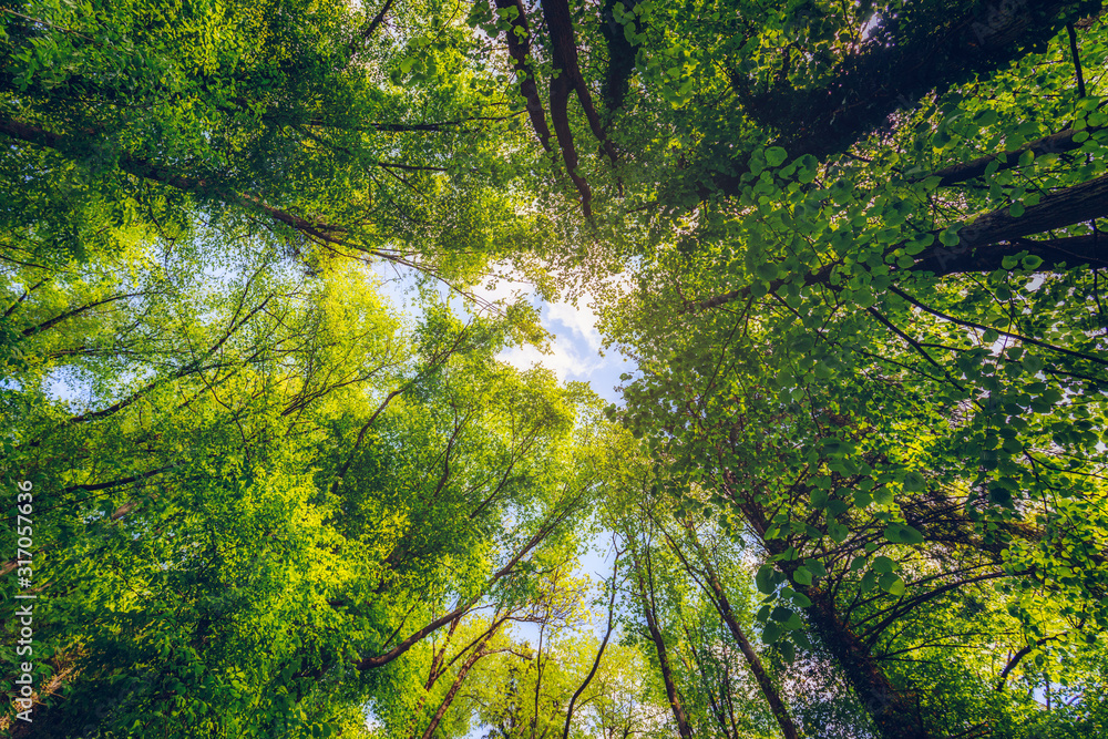 Green forest. Tree with green Leaves and sun light. Bottom view ...