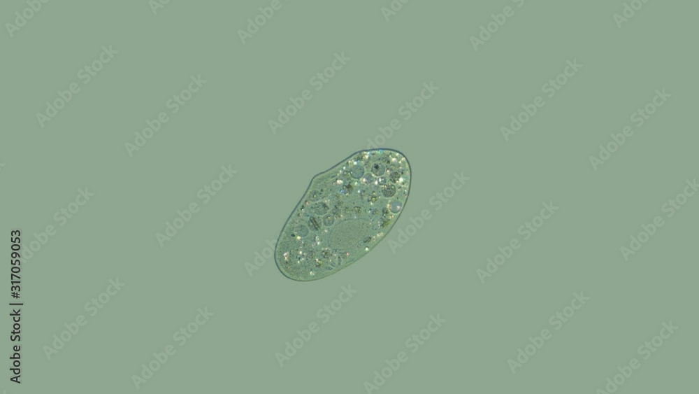 ciliates Paramecium under a microscope, protozoa, in the video ...