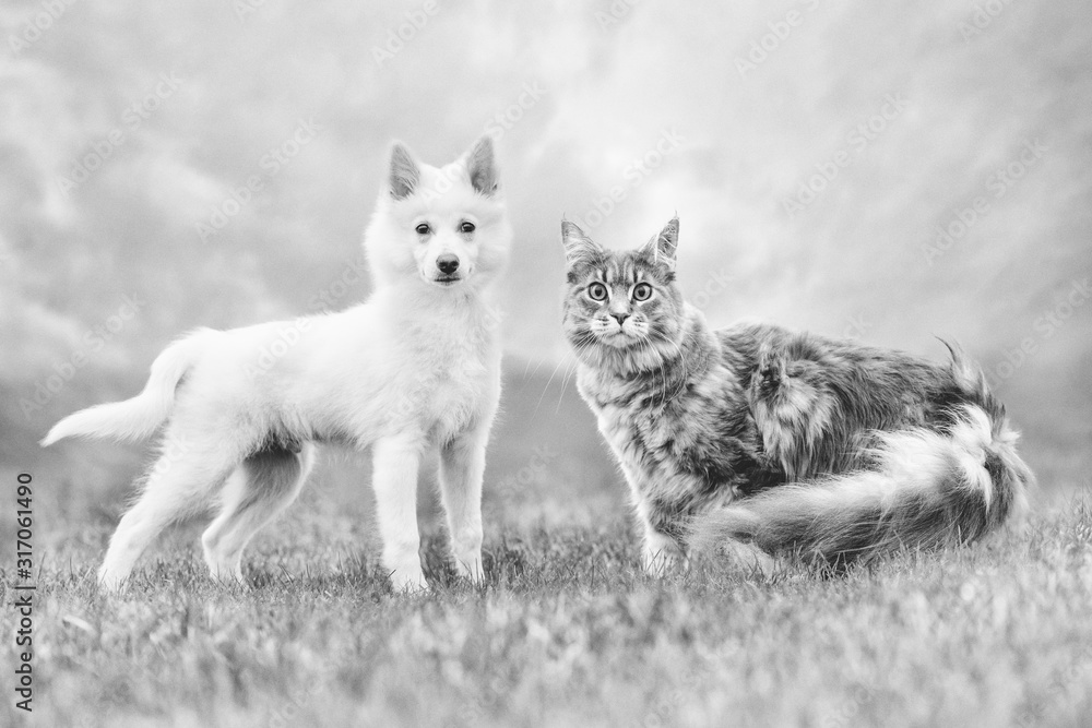 Poster portrait of a beautiful dog and cat – Wall Art | UkPosters