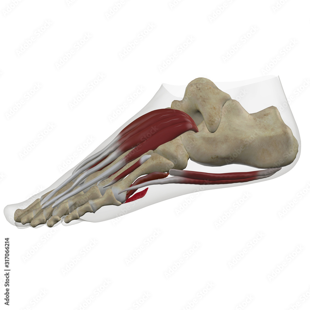 Foot skeleton and foot muscles anatomy view from side 3d render Stock ...
