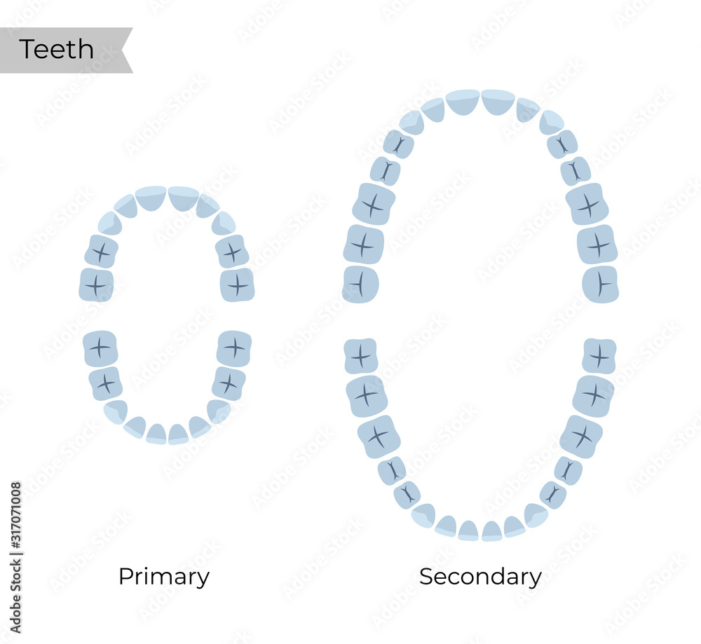 Vector isolated illustration of tooth Stock Vector | Adobe Stock