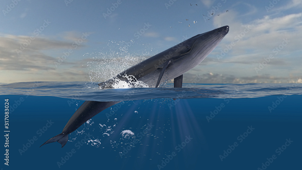 Horizontal scene of blue whale leaping and jumping while half is ...