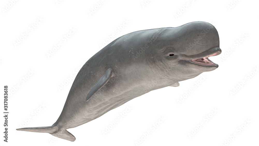 Poster Beluga whale smiling side view isolated on white background ...