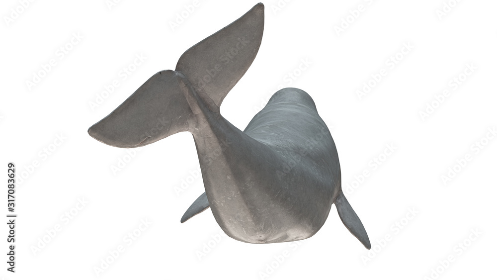 Beluga whale back side view tail up and curved isolated on white ...