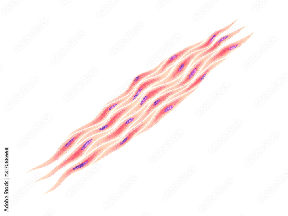 Myocytes, Group of smooth muscle cells on white background Stock ...