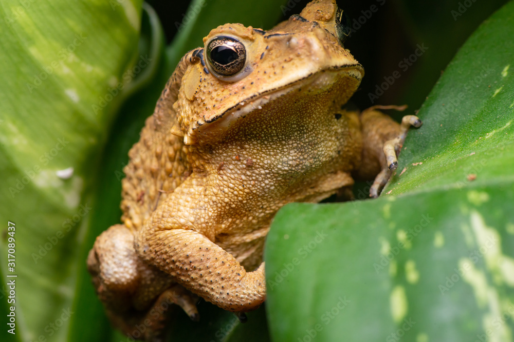 Front view of angry Asian black-spined, black-spectacled, common Sunda ...