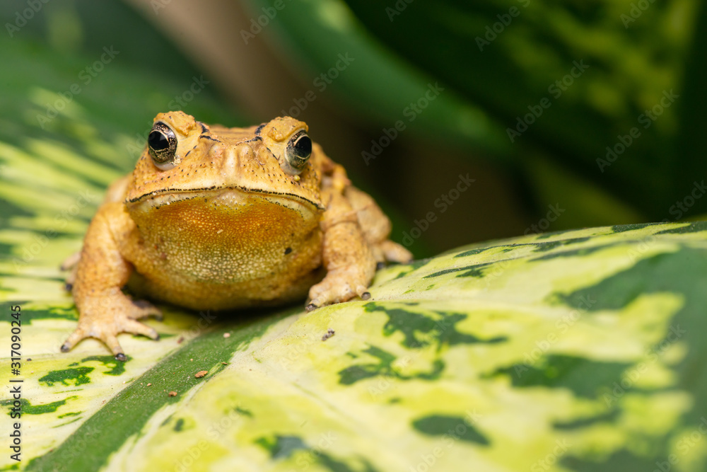 Foto de Front view of angry Asian black-spined, black-spectacled ...