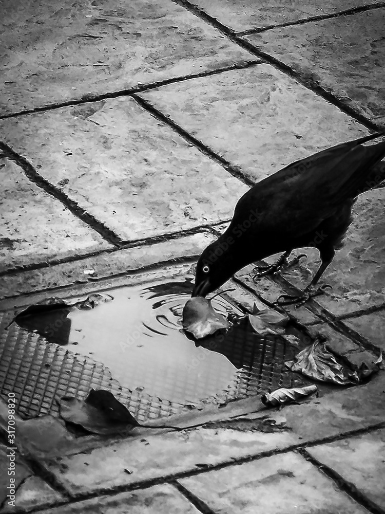 Thirsty Crow Drinking From A Puddle of Water Under A Leaf In Black and ...