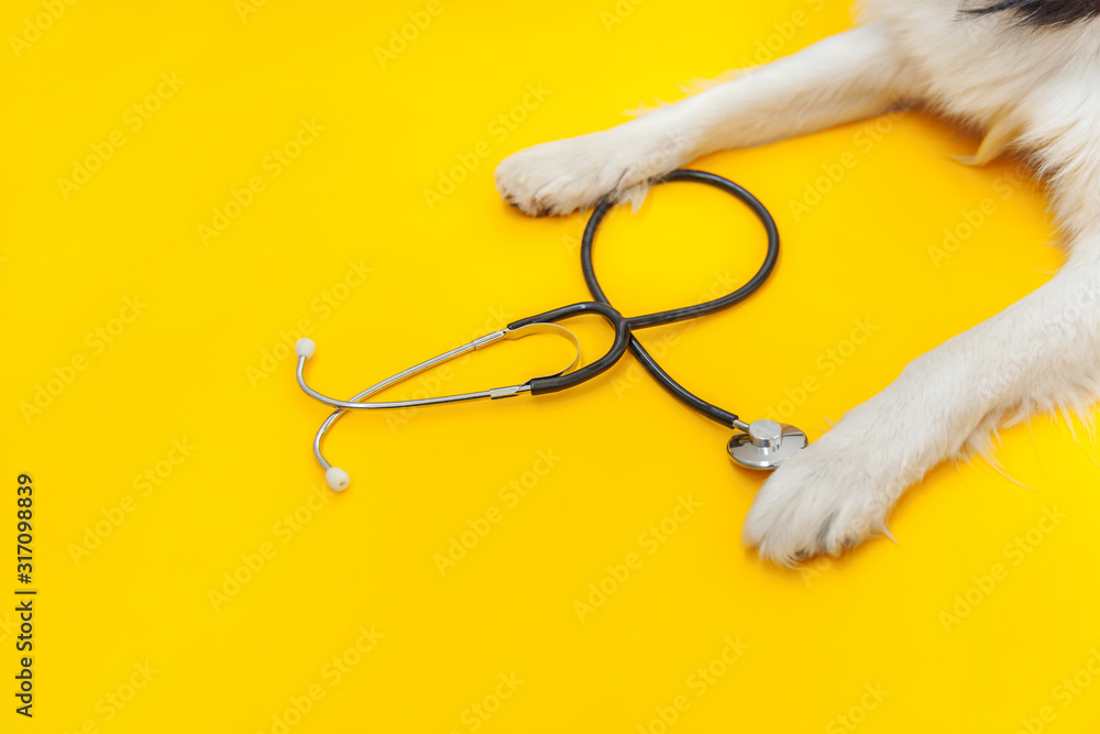 Puppy dog border collie paws and stethoscope isolated on yellow ...