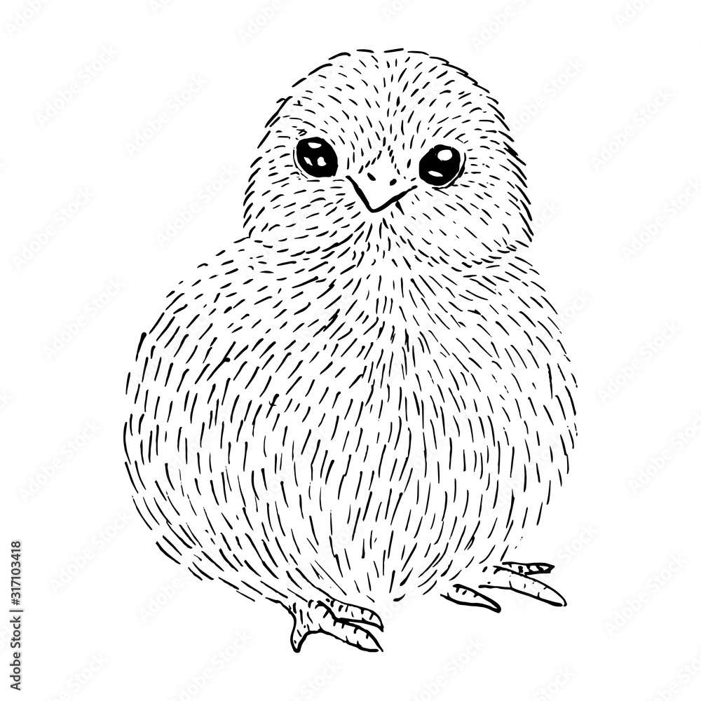 Little cute chicken sits sketch with black lines, isolated on white ...
