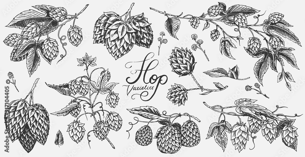 Hops and Barley. Malt Beer. Engraved vintage set. Hand drawn collection ...