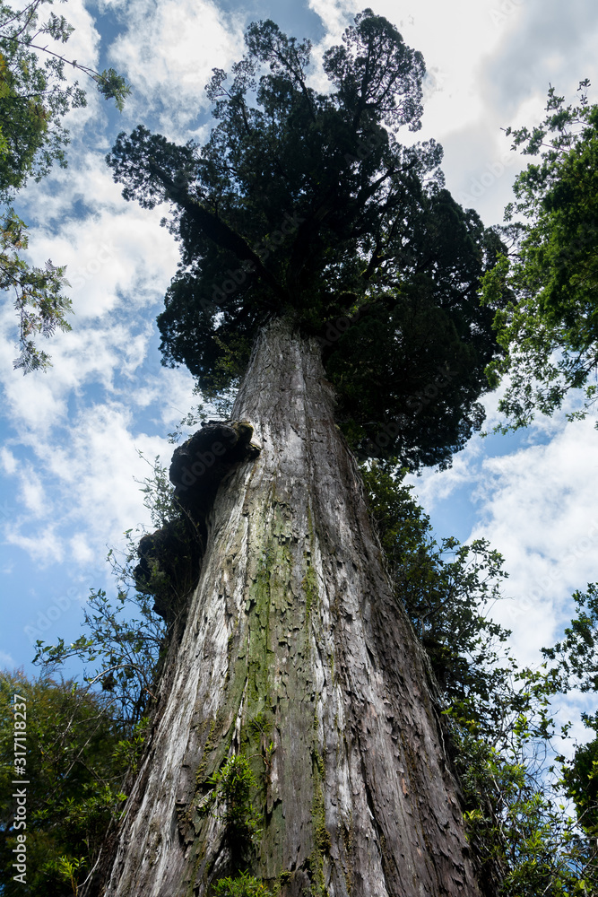 Alerce Milenario (Fitzroya cupressoides) en Parque Nacional Alerce ...