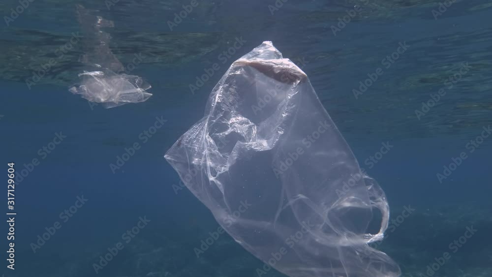 Plastic pollution, Pufferfish died hitting trapped in plastic bag ...
