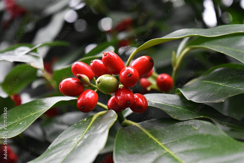 Aucuba Japonica. Japanese Laurel Dentata, commonly called spotted ...