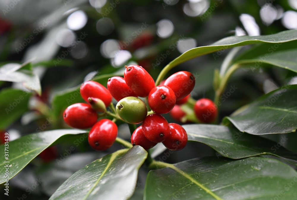 Aucuba Japonica. Japanese Laurel Dentata, commonly called spotted ...