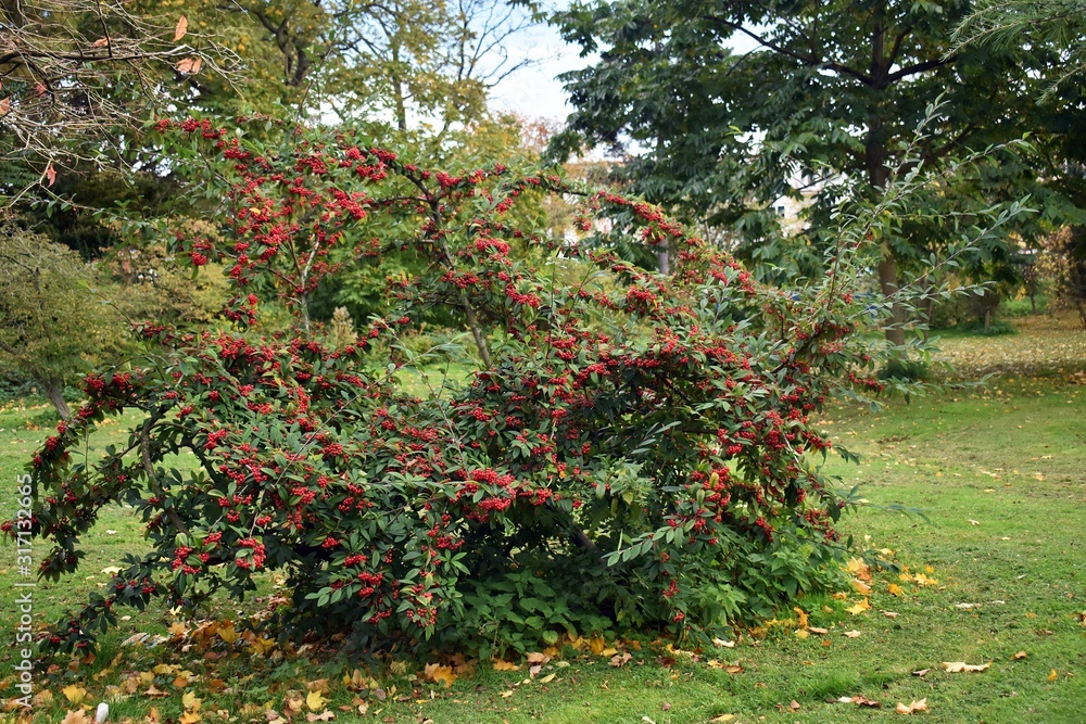 Cotoneaster Tree