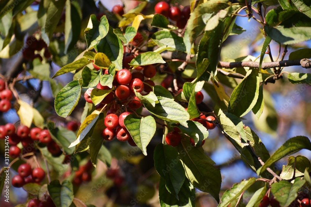 Branches with fruit of Malus Hupehensis, common names Chinese crab ...