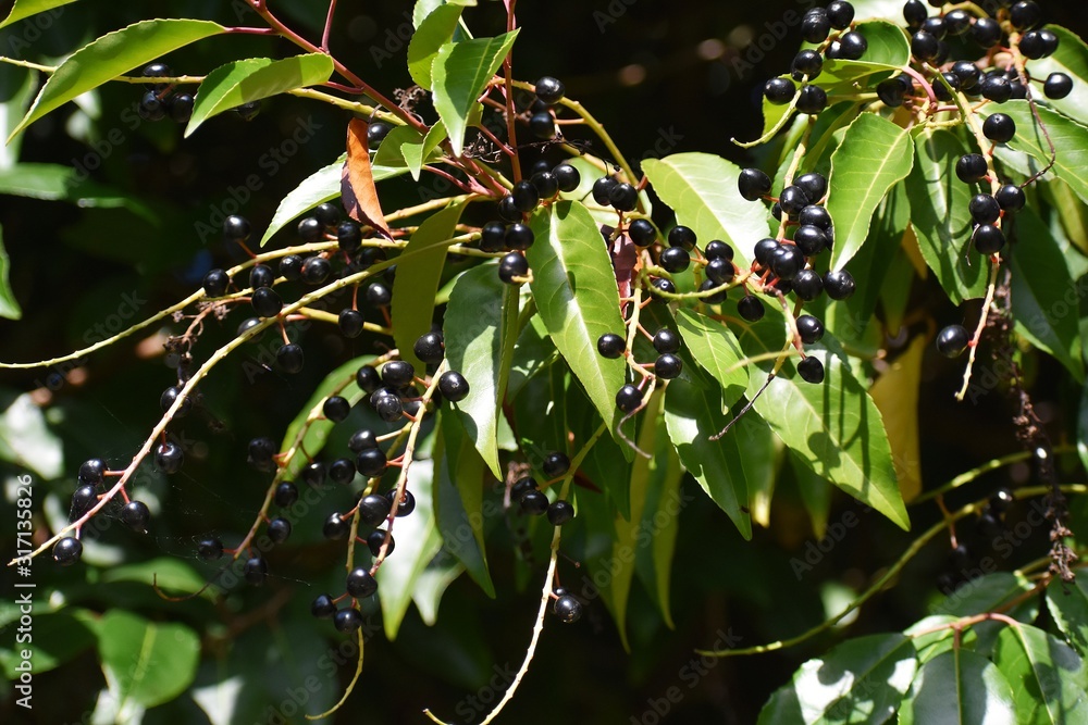 Branches with ripe fruits of wild black cherry (Prunus serotina ...