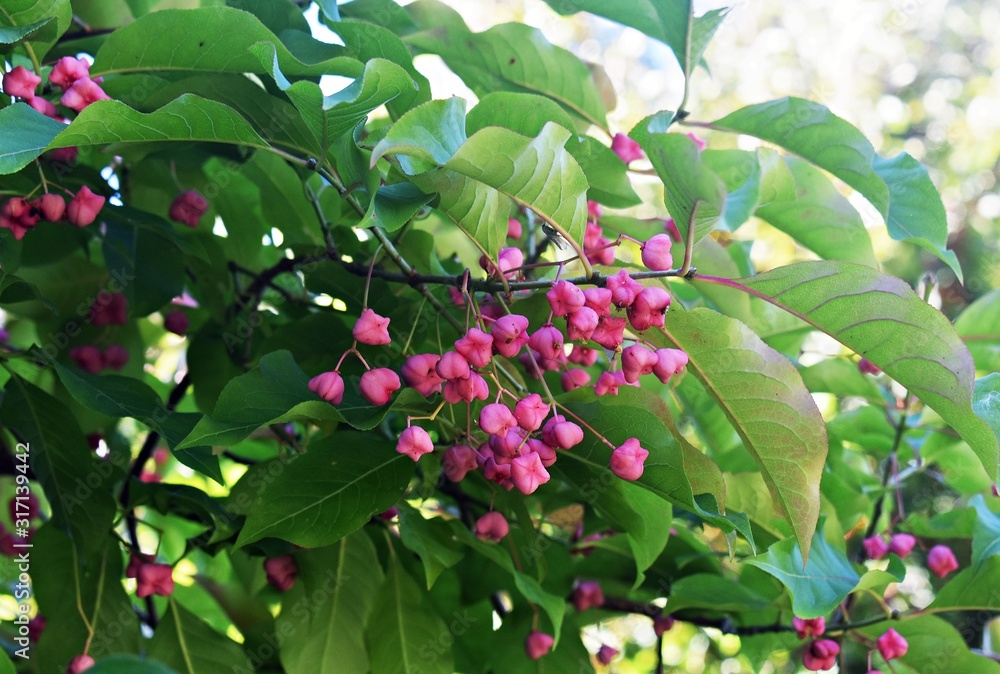 Branches of Euonymus Hamiltonianus, Hamilton's spindletree, Himalayan ...