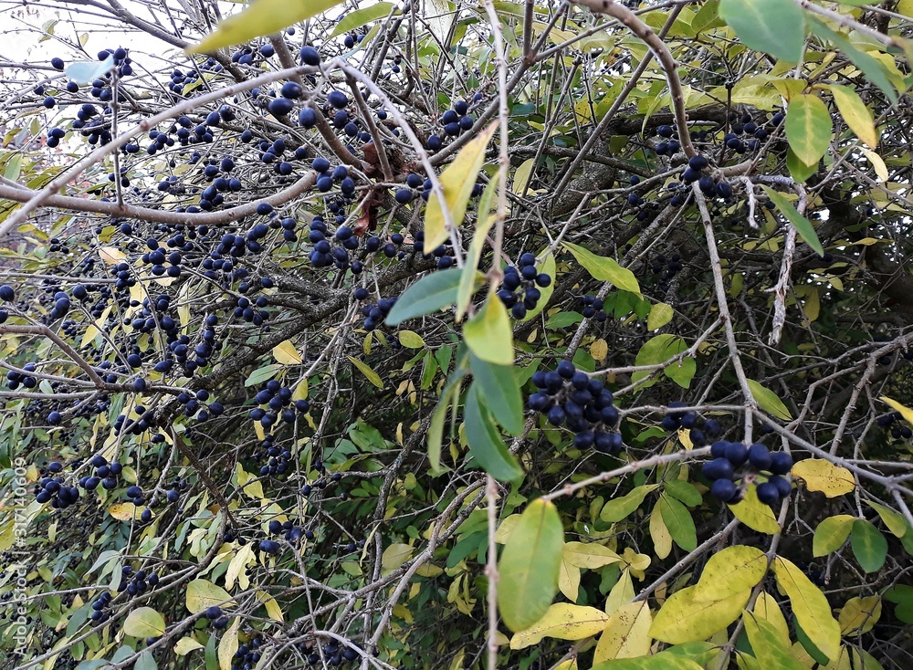 Privet Hedge Berries