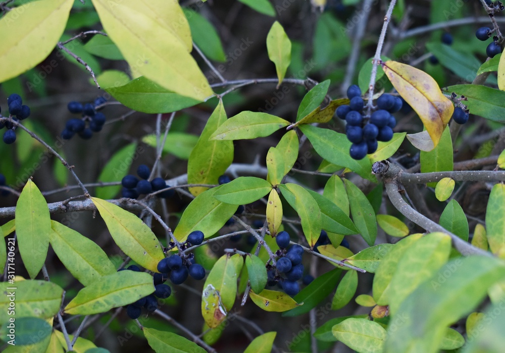 Ligustrum Sinense Berries