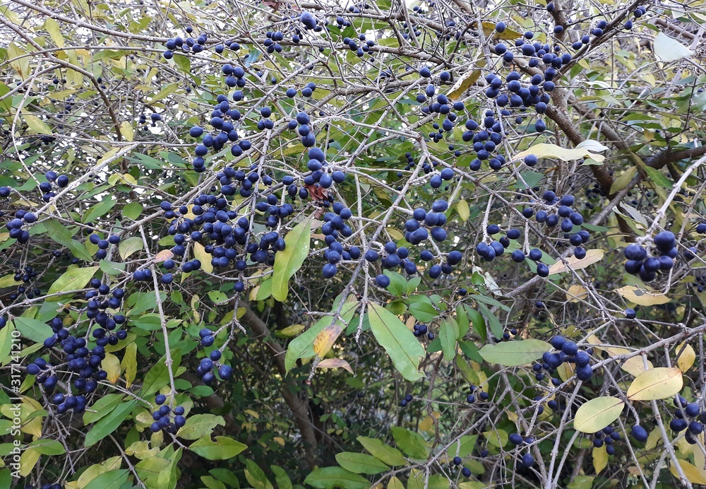 Ligustrum Sinense Berries