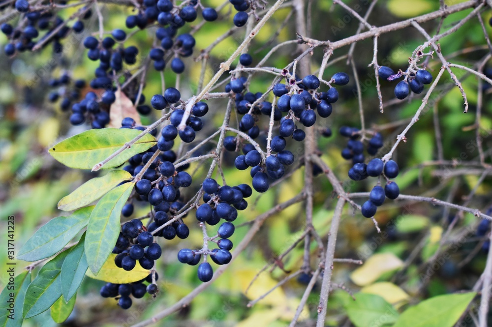 Ligustrum Sinense Berries