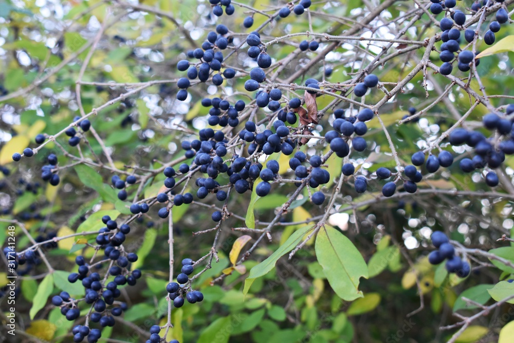 Ligustrum Sinense Berries
