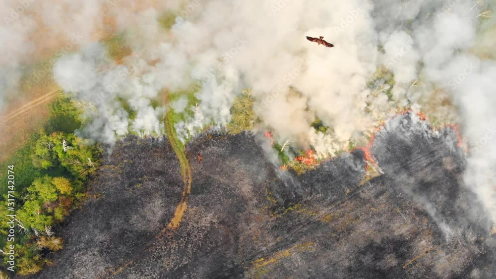 Air pollution caused by wildfires, clouds of smoke above the burning ...