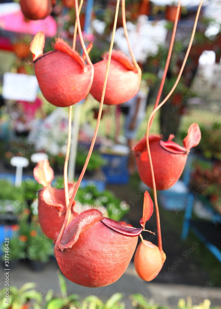 Nepenthes villosa also known as monkey pitcher plant, Stock Photo ...