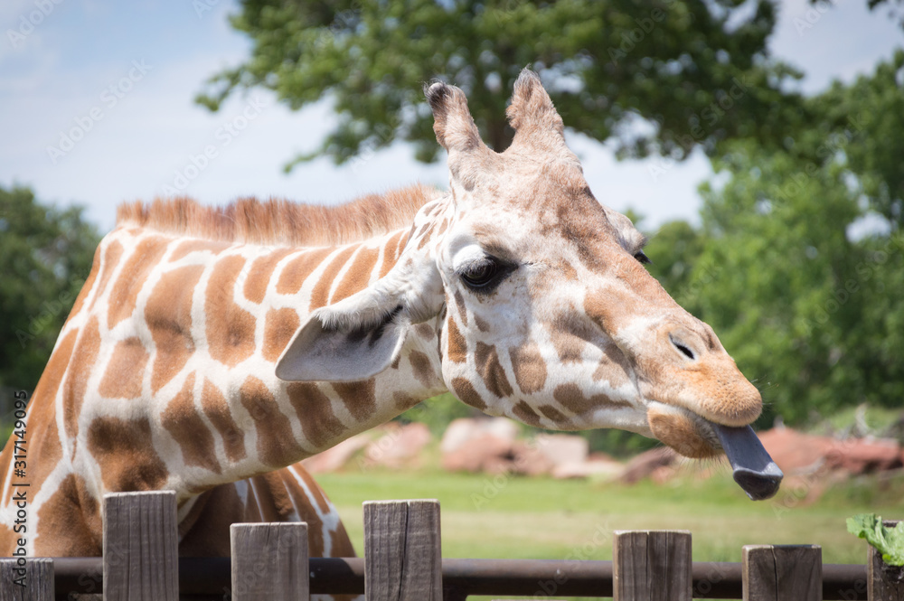 Giraffe Blue Tongue