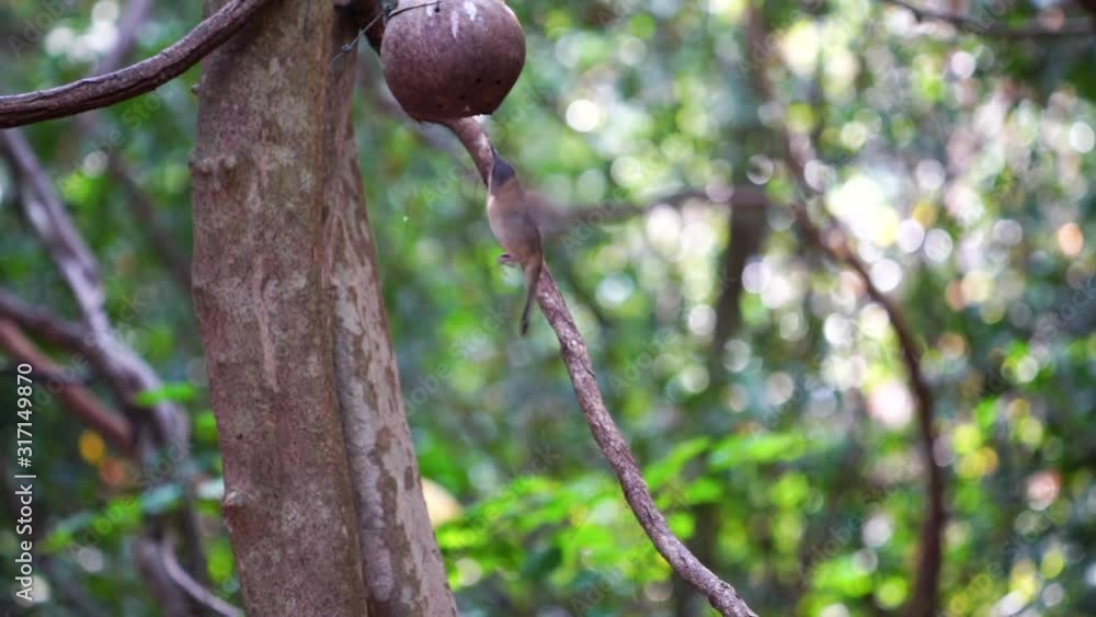 Bird hovering eating maggots in coconut shells. Stock ビデオ | Adobe Stock