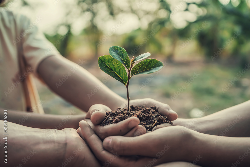 three hand holding tree for planting. concept earth day Stock Photo ...