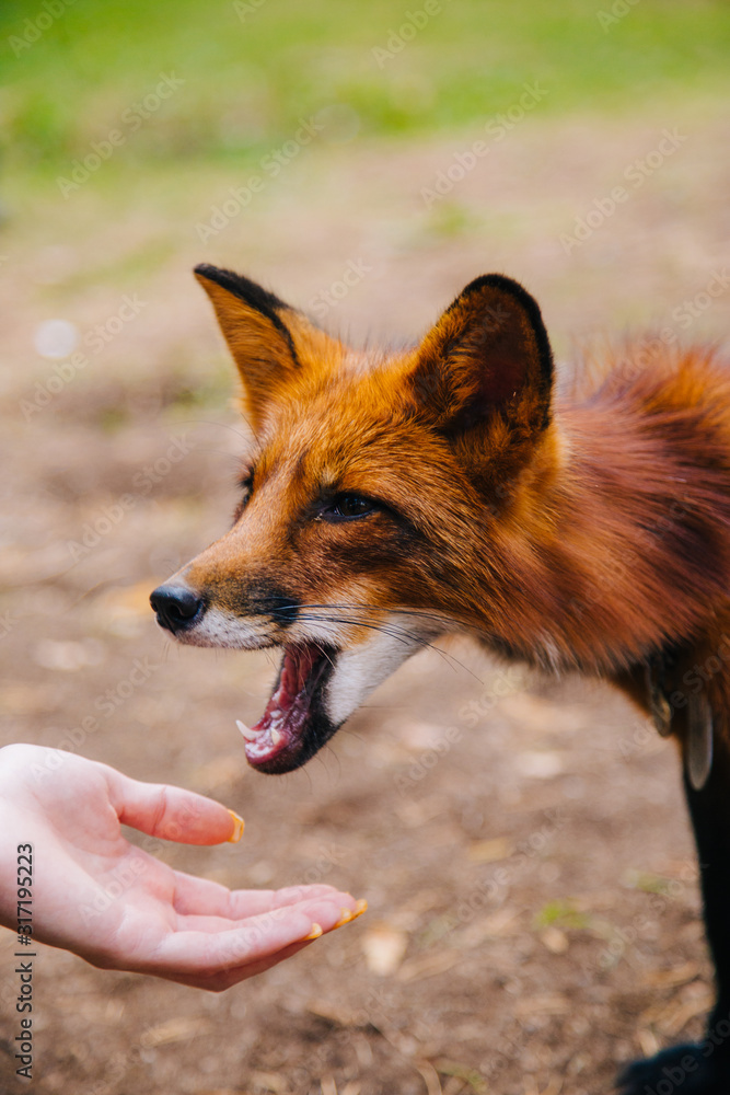 Tame Red Fox