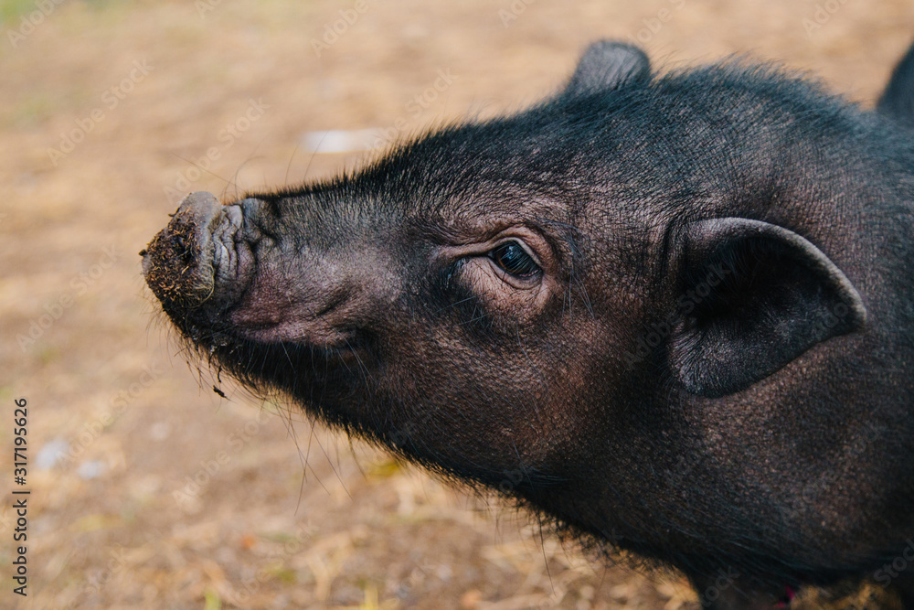 Black Mini Pig