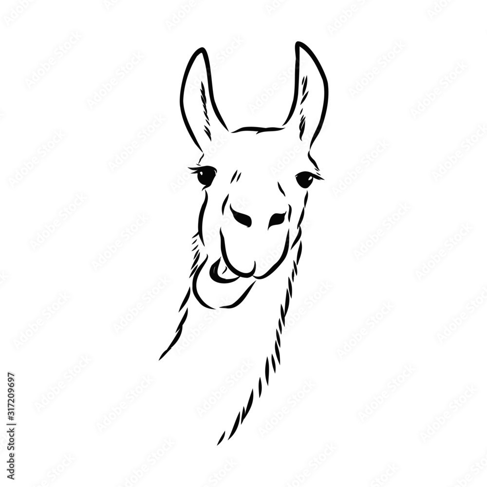 vector illustration of a talking llama, alpaca, vector sketch Stock ...