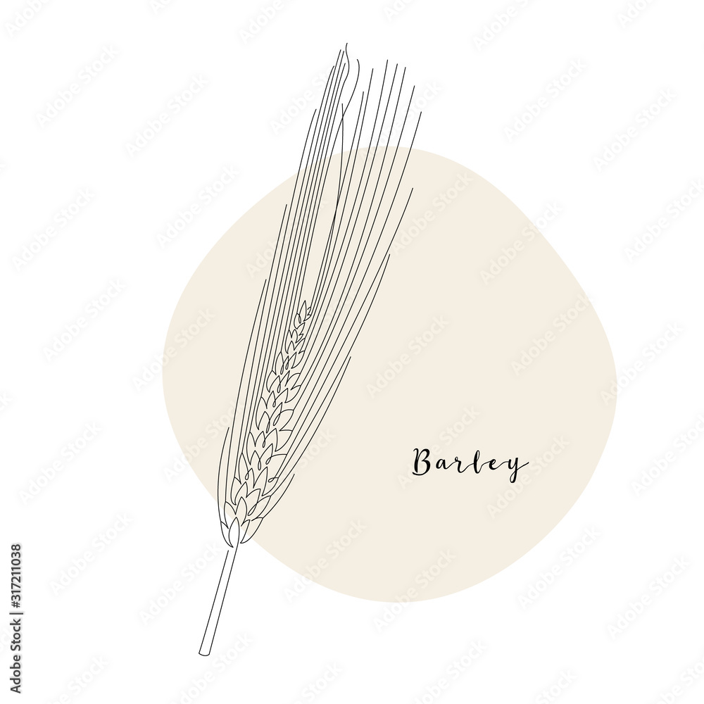Continuous line barley, grain crop. Vector line art. Perfect for logo ...
