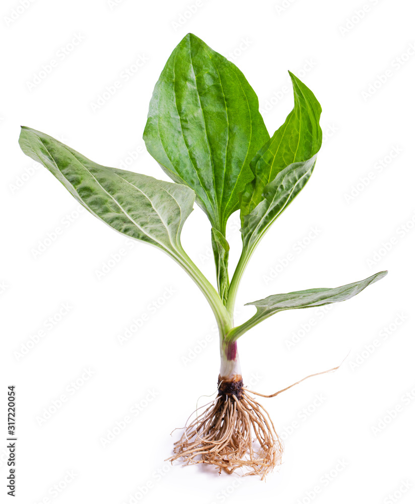 Great plantain root, plantago major medicinal plant isolated on white ...