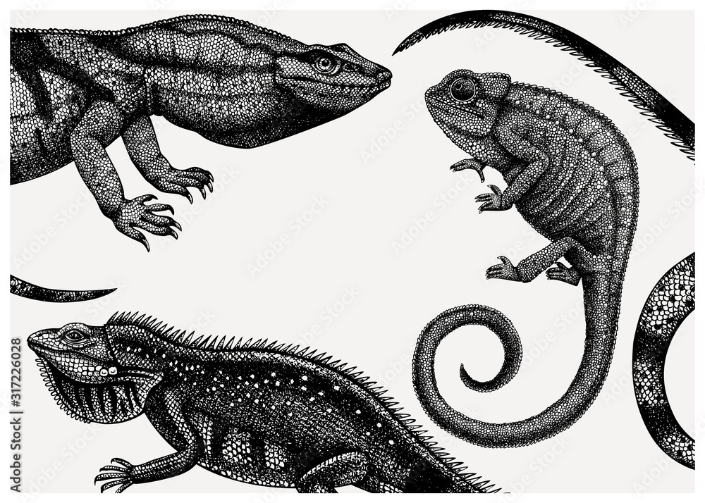 Hand sketched reptiles design. Exotic animal background. Vintage ...