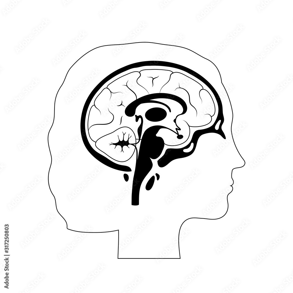 Vector illustration of woman brain anatomy Stock Vector | Adobe Stock